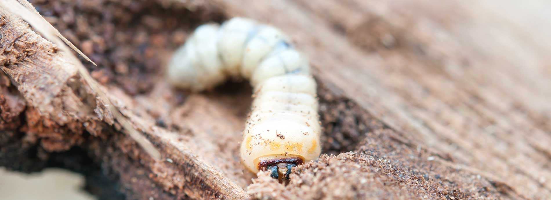 How to Treat Woodworm: Understanding Infestations | Advanced ...